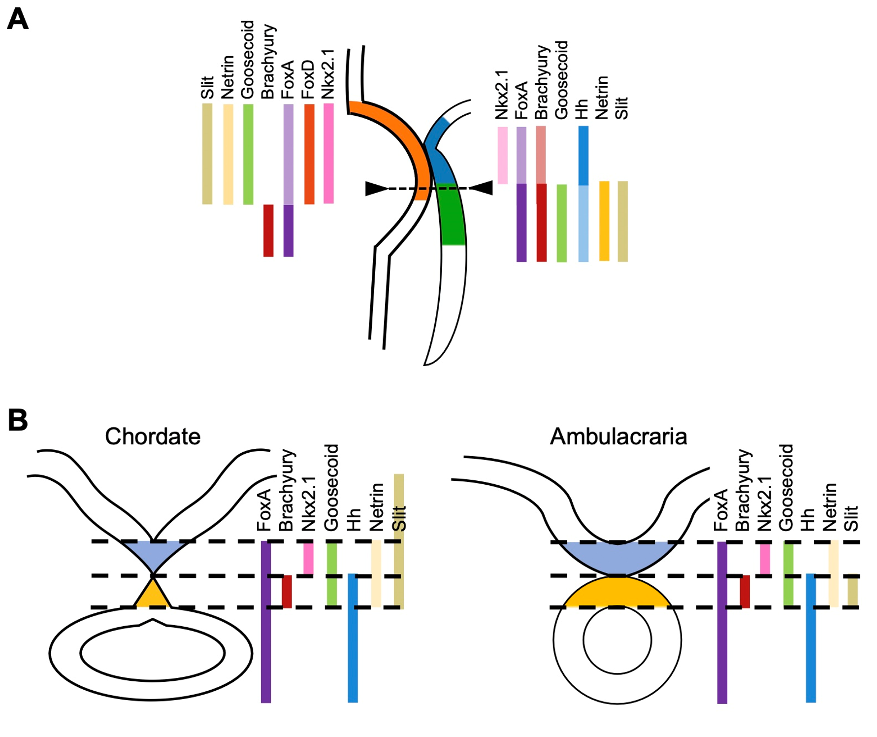 Comparison of gene expression in stomodeum formation region between ambulacrarian and chordate ...